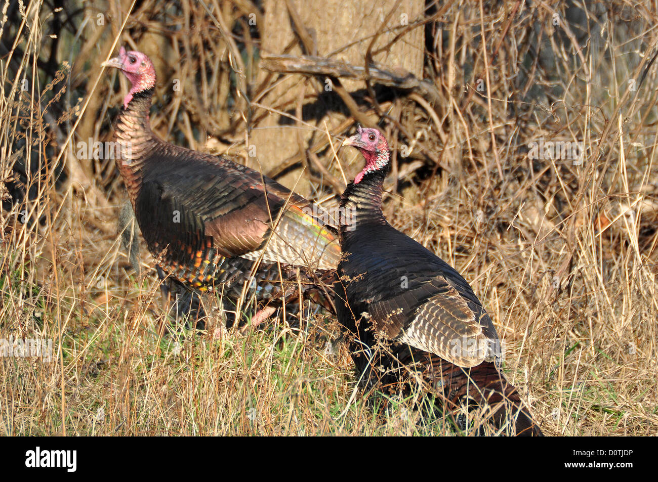 Wild turkey flock hi-res stock photography and images - Alamy