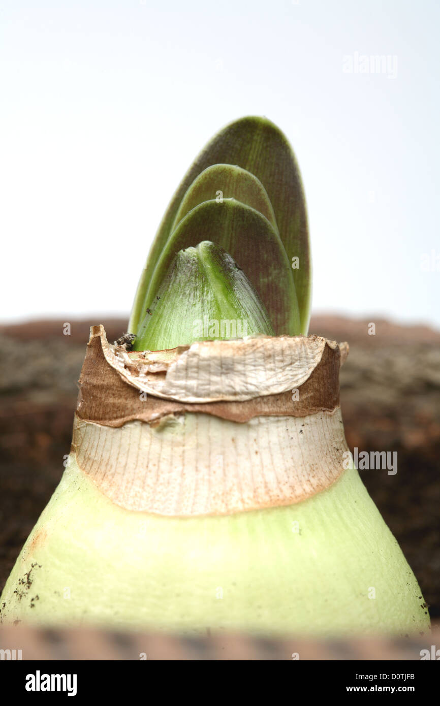 Lily sprout hi-res stock photography and images - Alamy