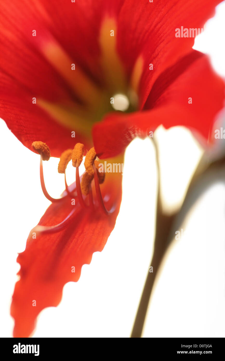 Botanical stalk High Resolution Stock Photography and Images - Alamy