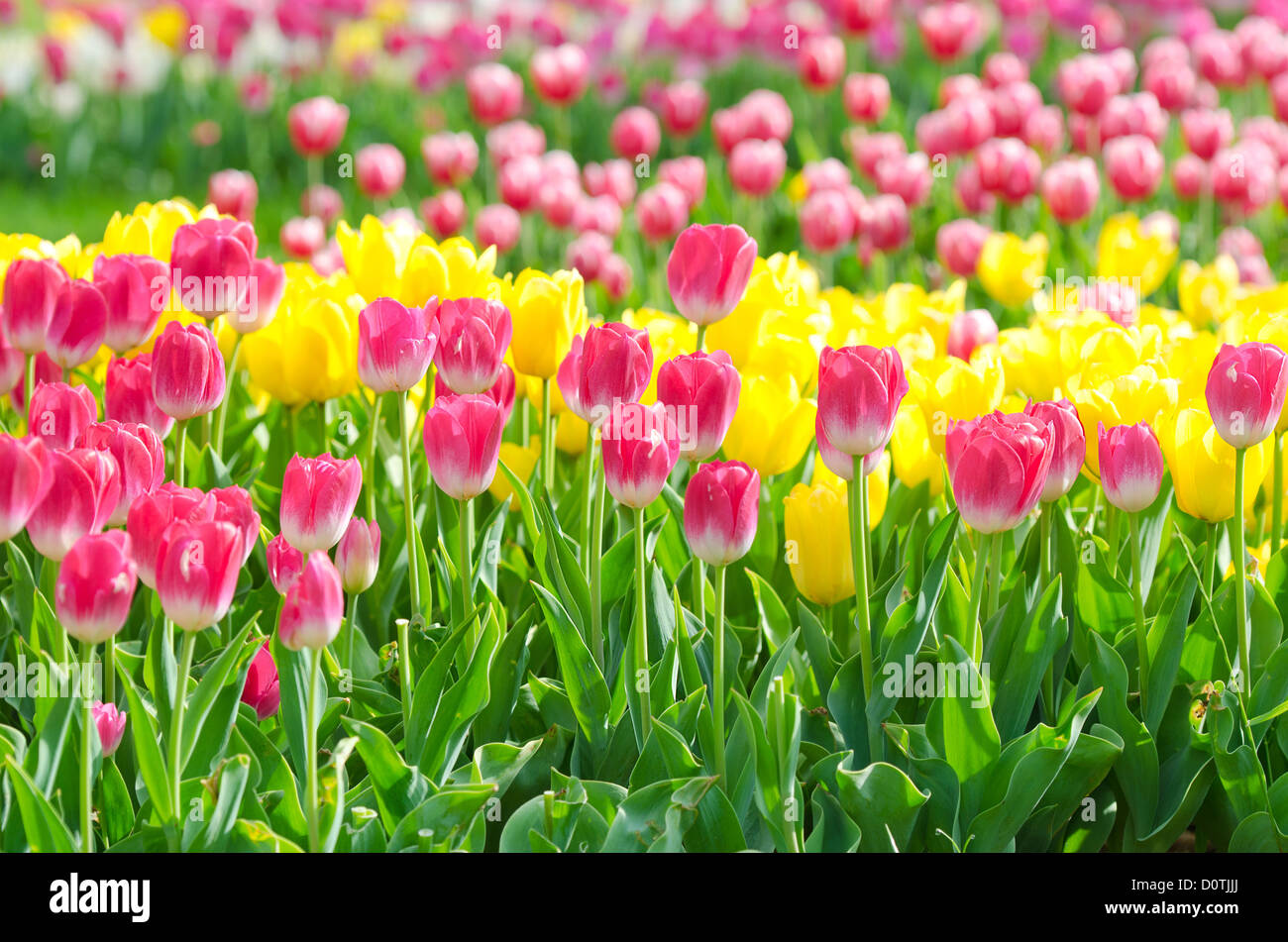 Flowers tulips in the garden Stock Photo - Alamy