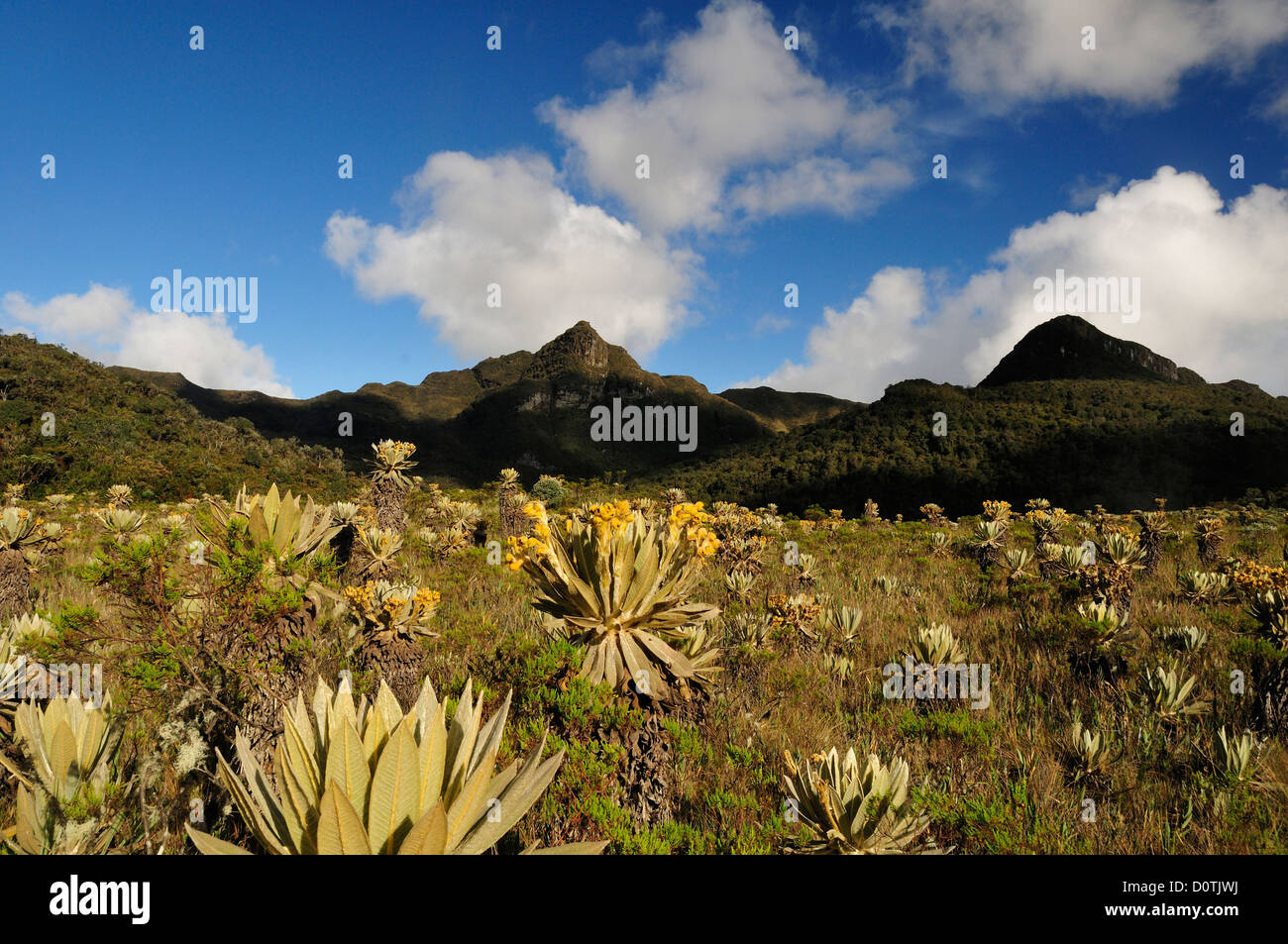 Flower, blooming, High, altitude, Andes, Frailejones, Totoro, Inza ...