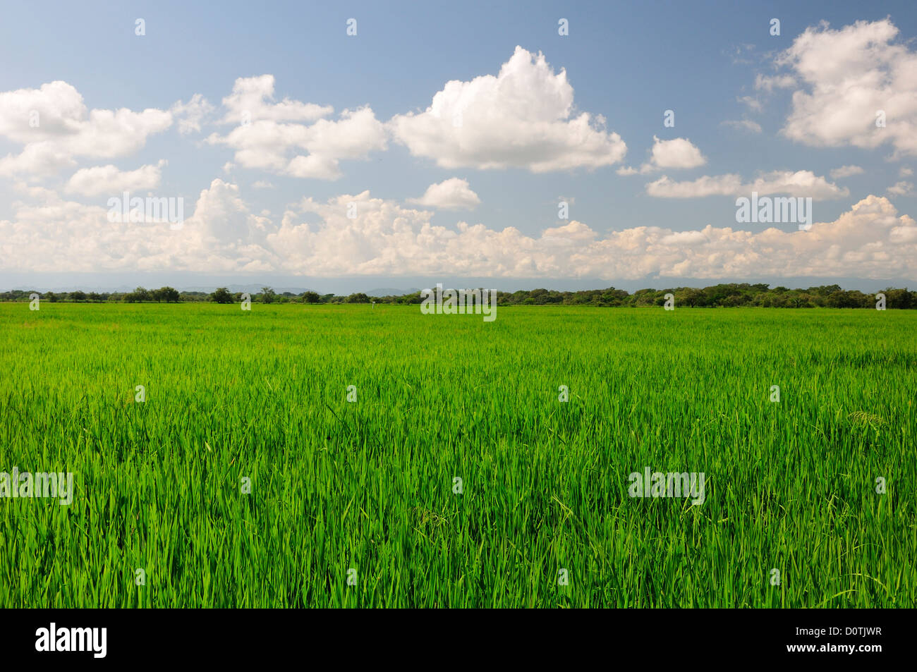 Rice, field, Saldana, Colombia, South America, green, agriculture Stock ...