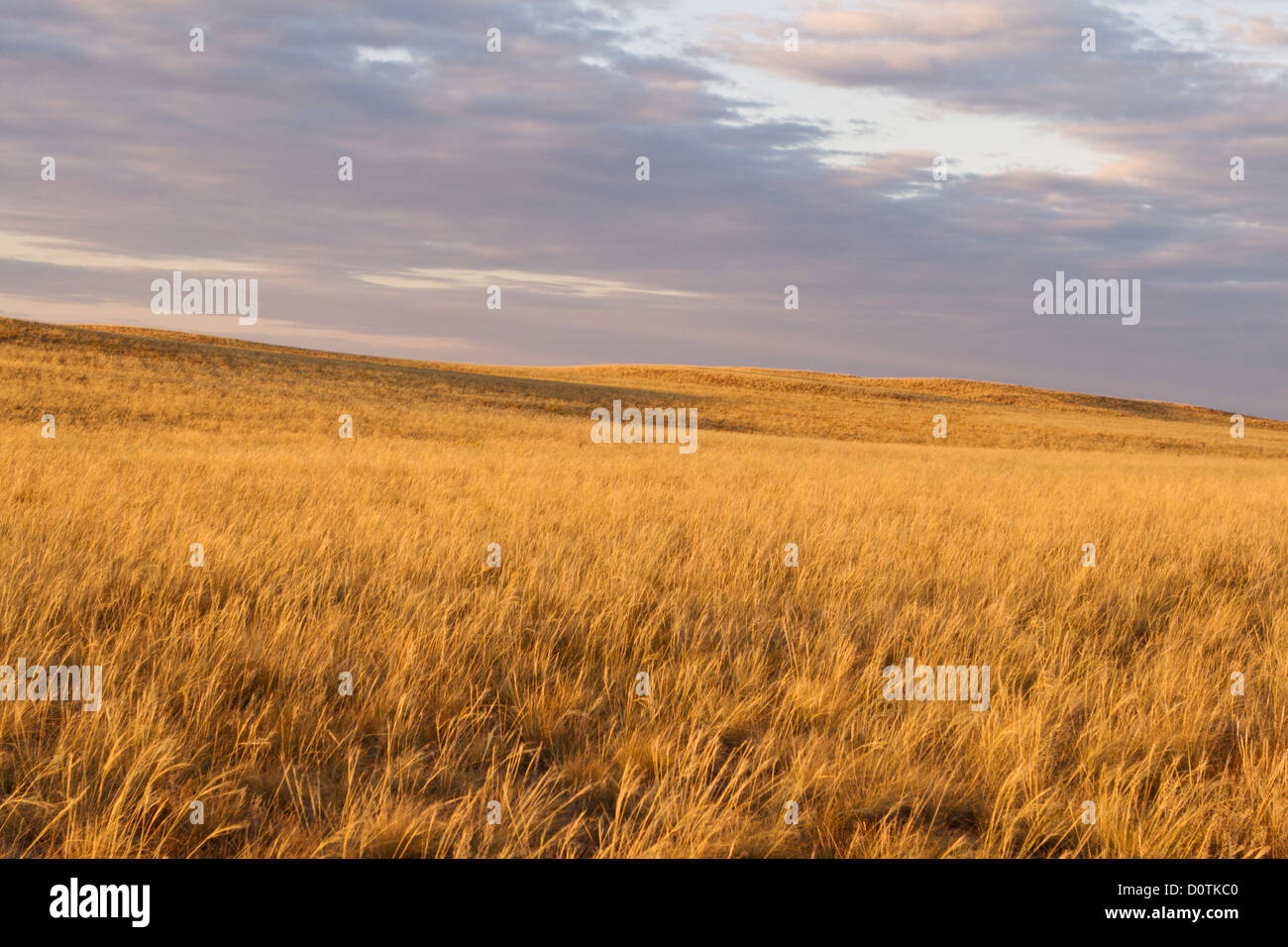 Beautiful sunset with heavy sky in steppe Stock Photo - Alamy