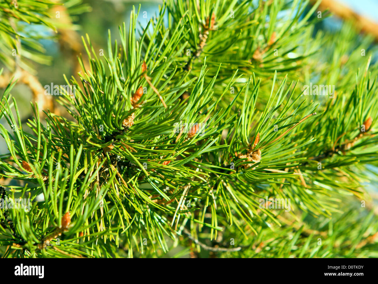 Branches of pine tree Stock Photo - Alamy