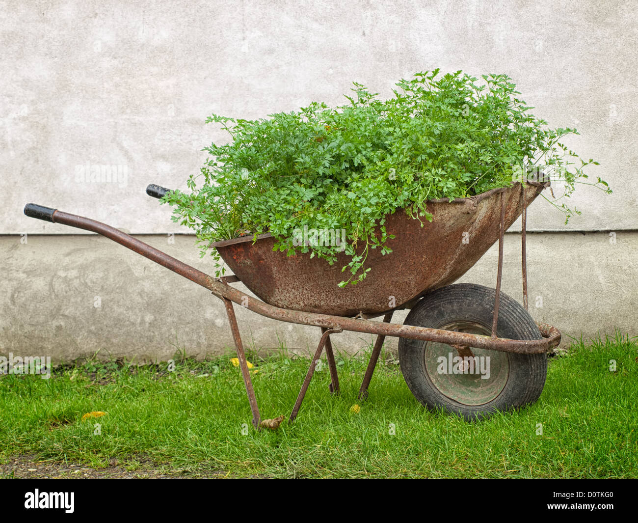 Green plants are growing from an old wheelbarrow Stock Photo - Alamy