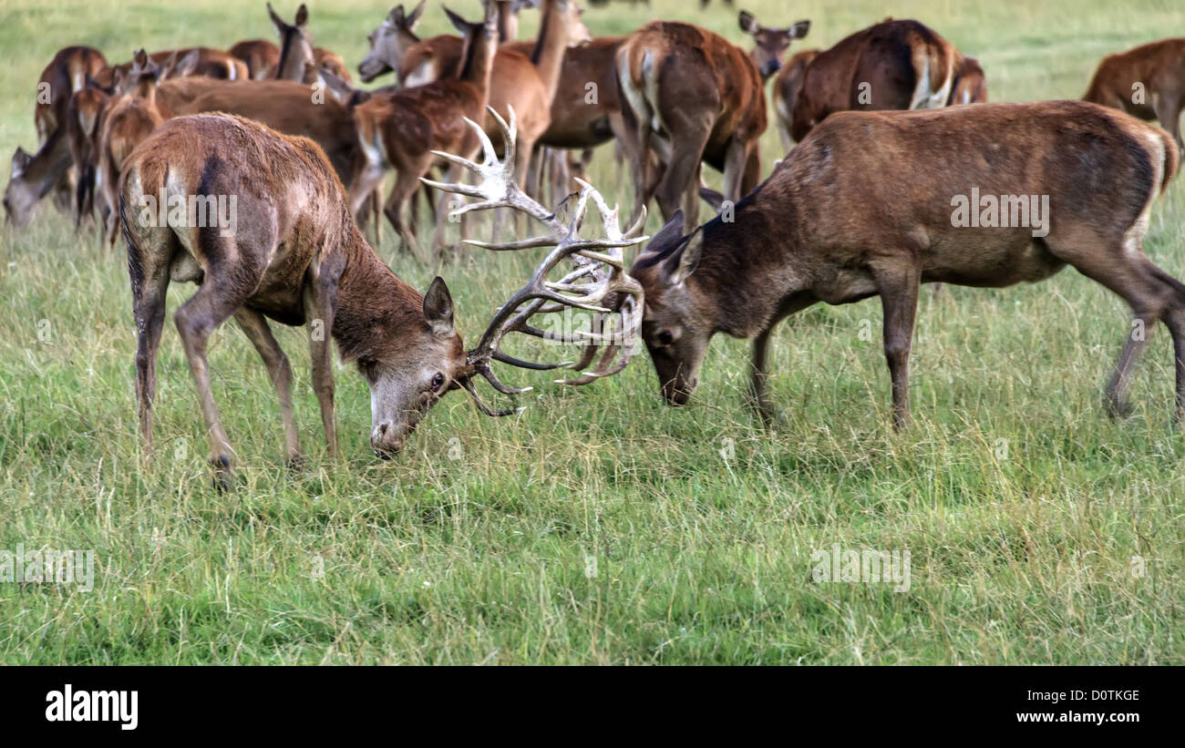 Red deer stags fighting uk hi-res stock photography and images - Alamy