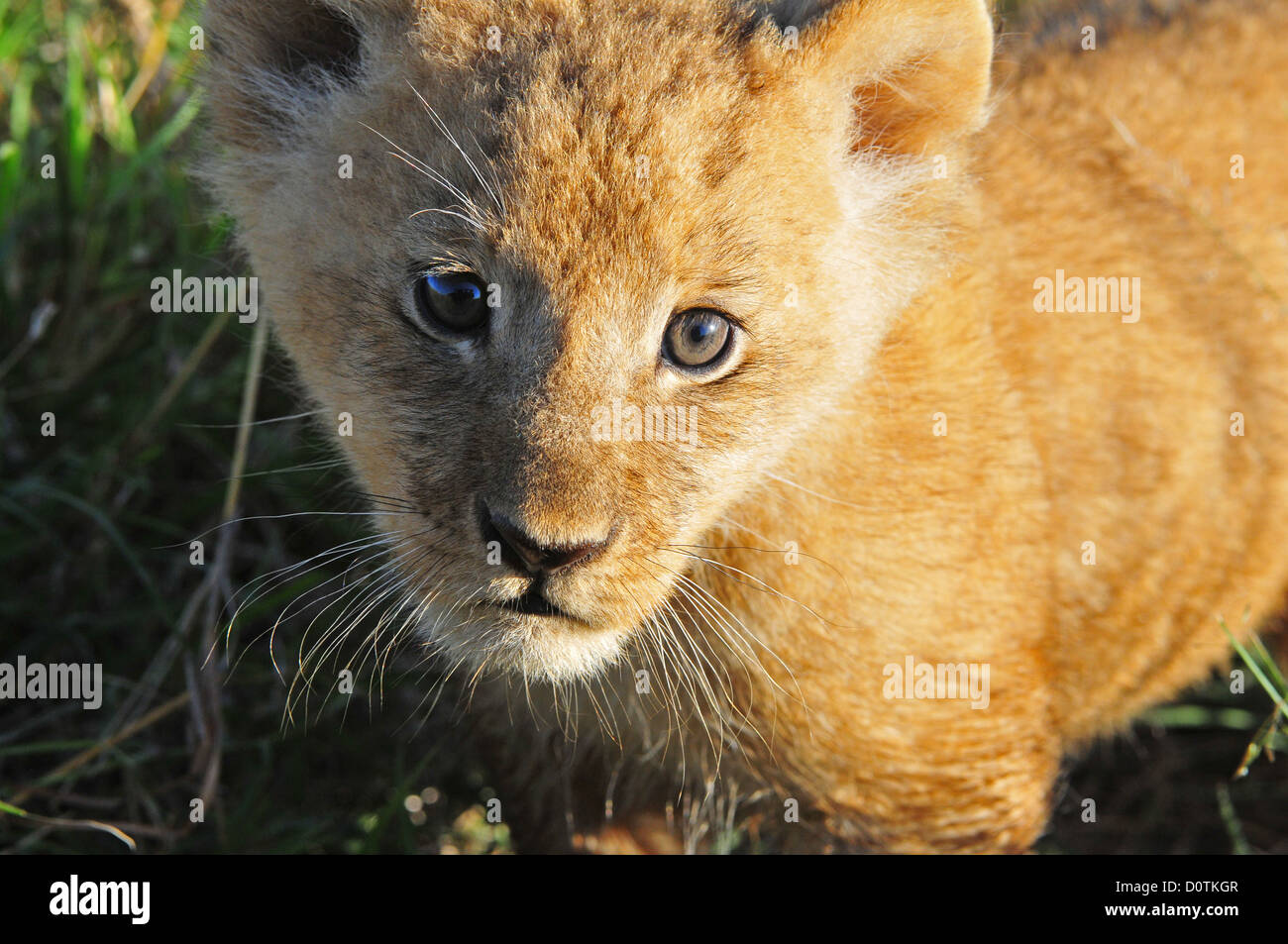 Lion and its baby hi-res stock photography and images - Alamy