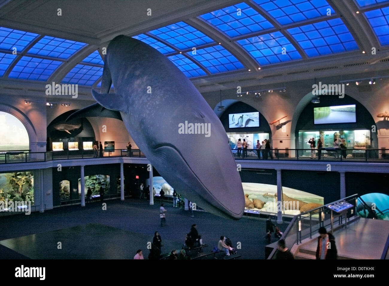 Blue whale ocean hall hi-res stock photography and images - Alamy