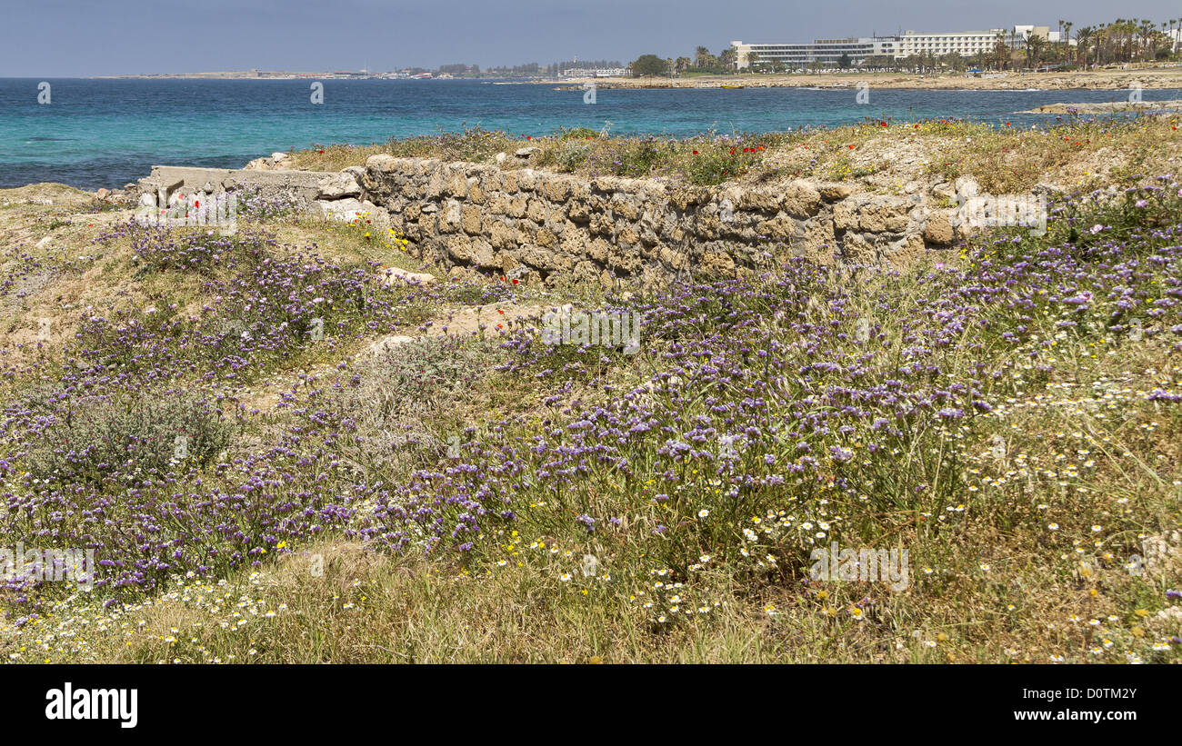 Wild Flowers Paphos Cyprus Stock Photo - Alamy