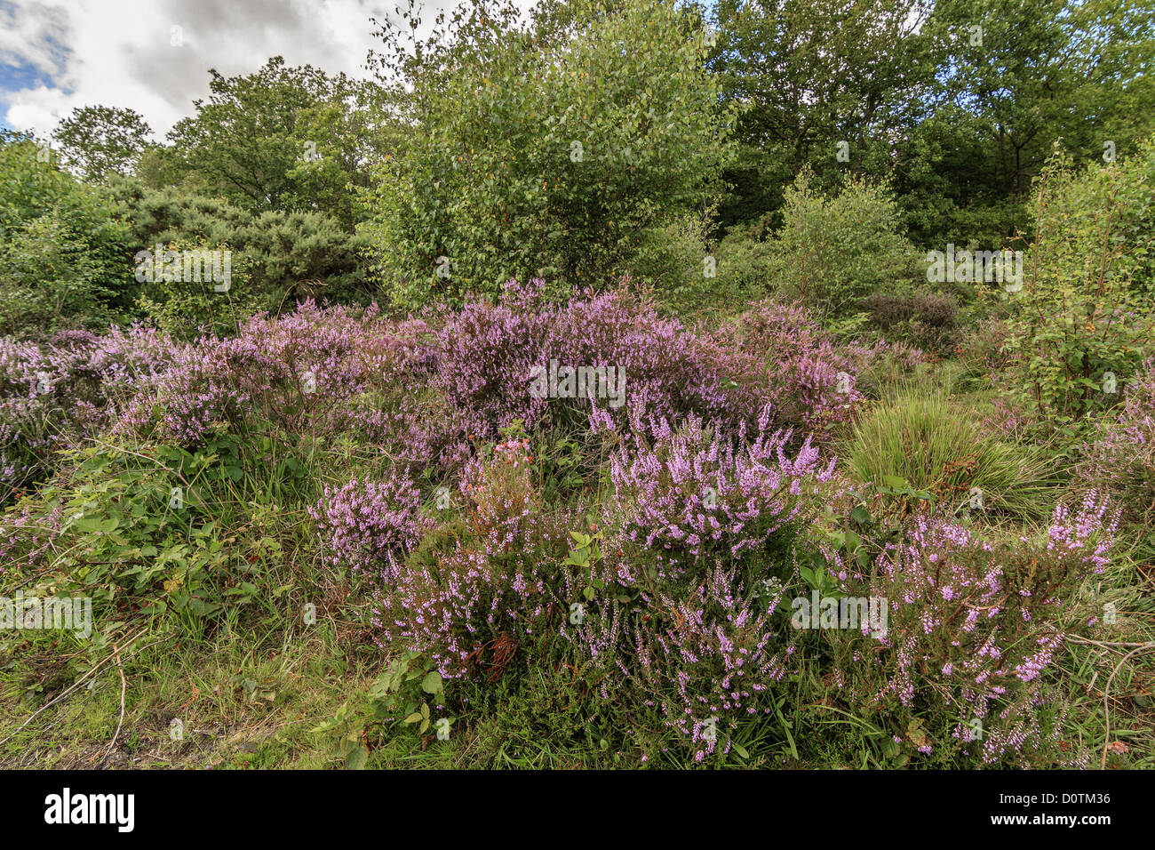 Heather uk hi-res stock photography and images - Alamy