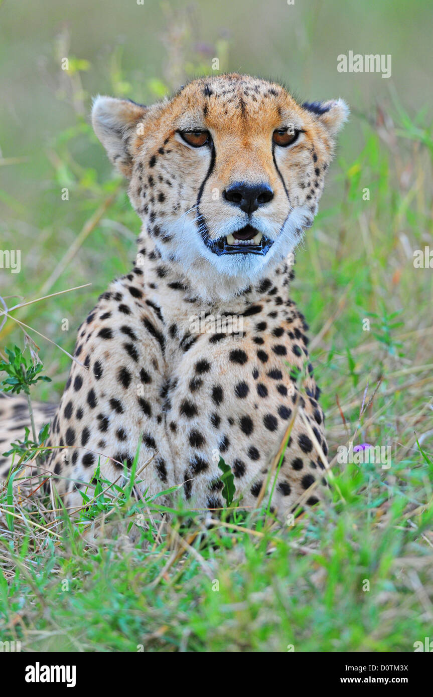 Cheetah big cat hi-res stock photography and images - Alamy