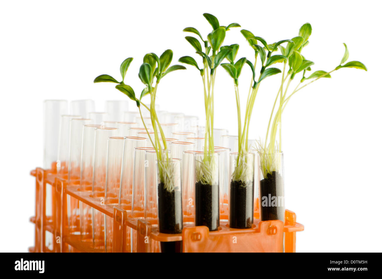 Lab experiment with green leaves Stock Photo - Alamy