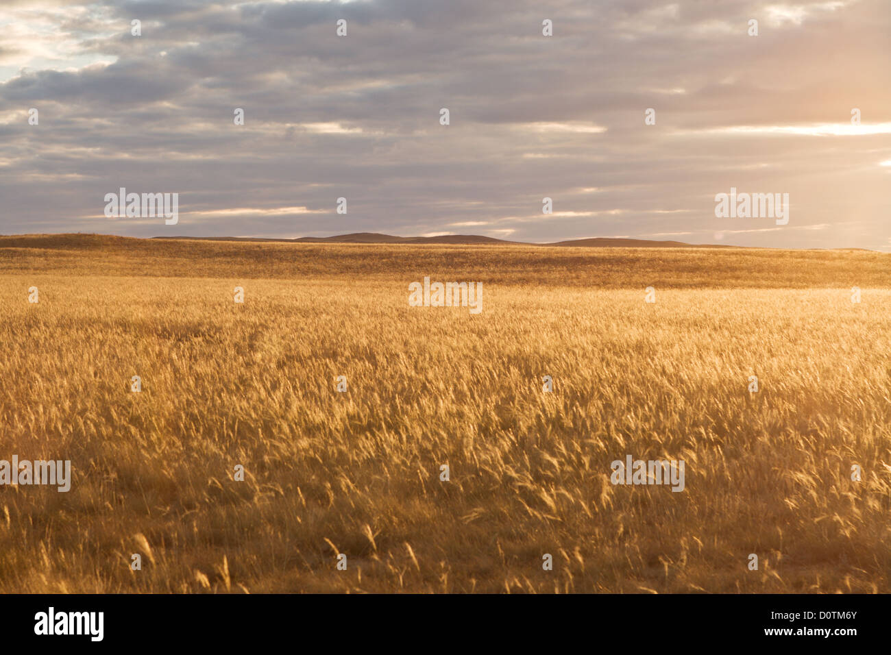 Sunset steppe hi-res stock photography and images - Alamy
