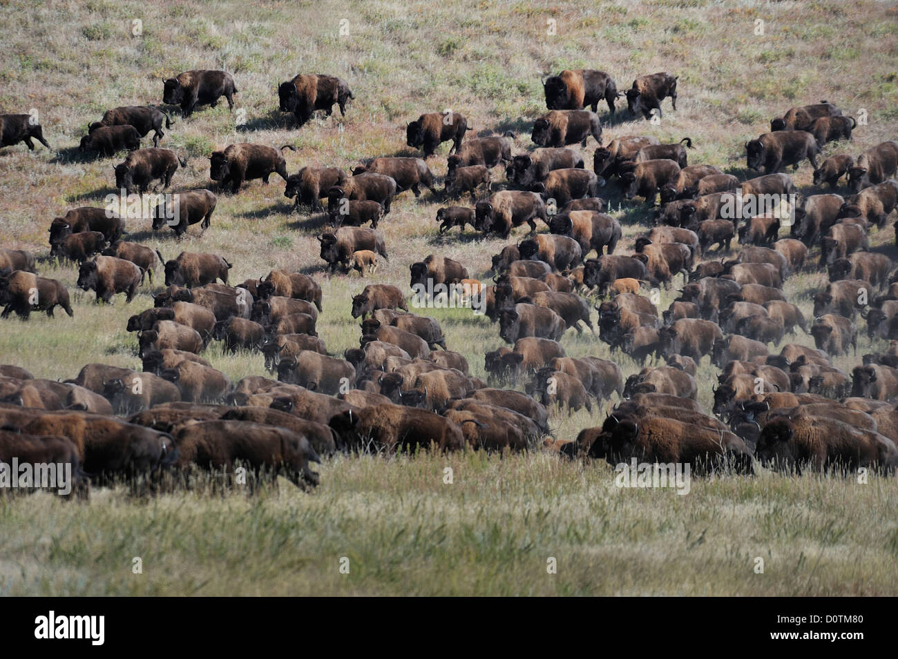 Stampede bison hi-res stock photography and images - Alamy