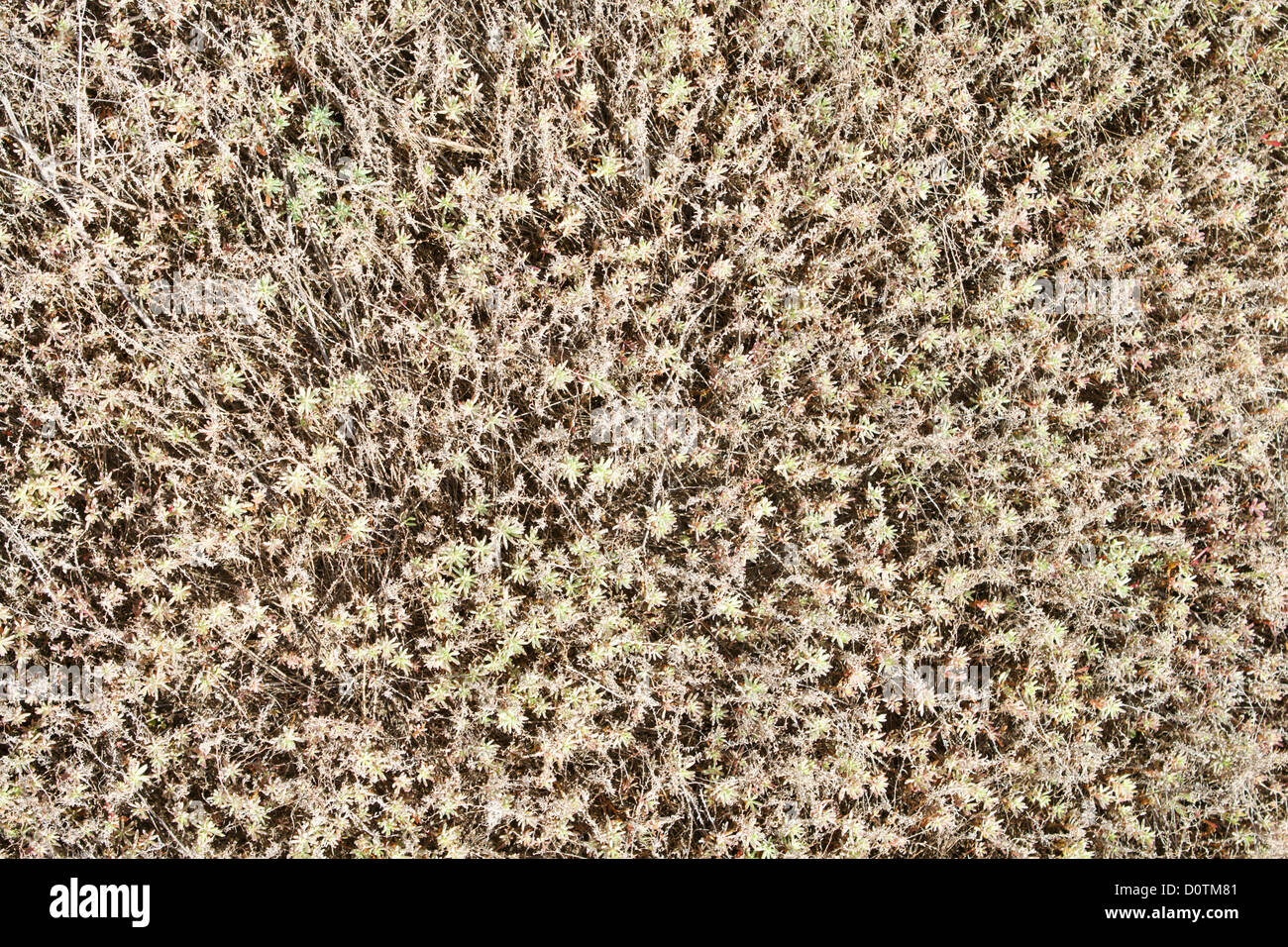From dry grass hi-res stock photography and images - Alamy