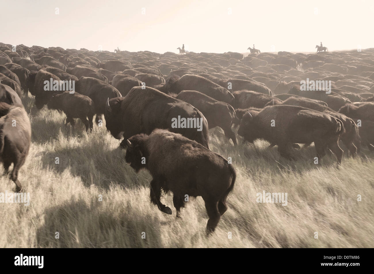 Stampede Bison High Resolution Stock Photography and Images - Alamy
