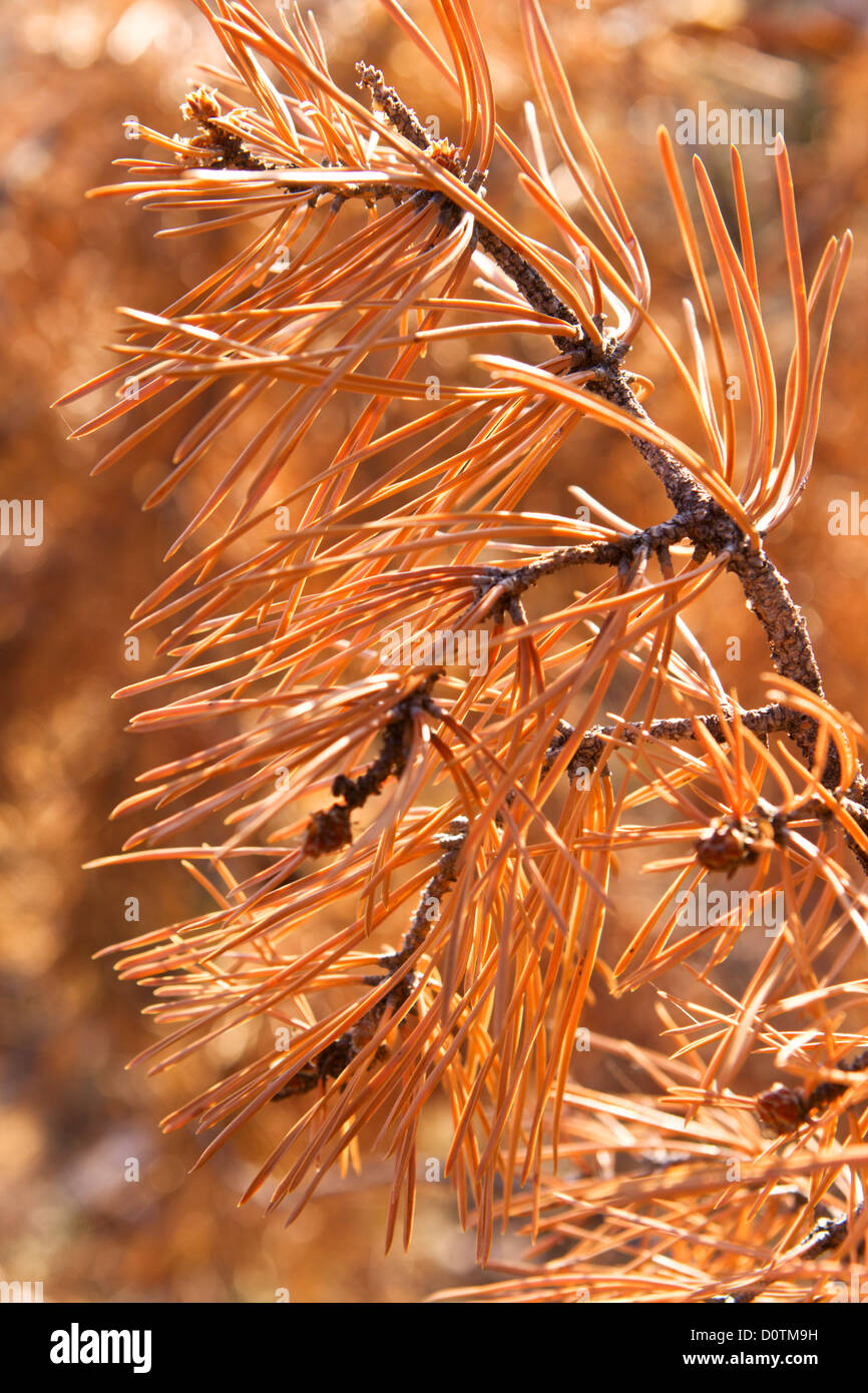Wither branches of pine tree Stock Photo - Alamy