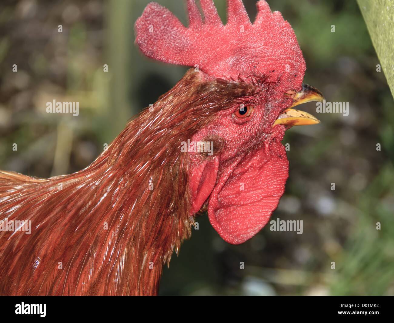 Cockeral Crowing Loudly Berkshire UK Stock Photo - Alamy