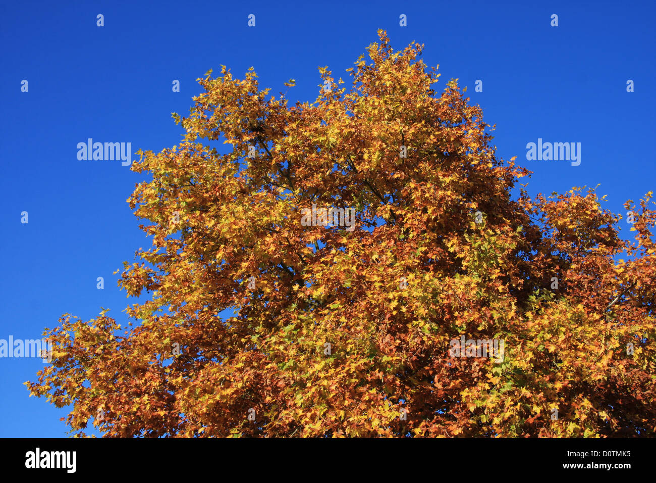 Switzerland, tree, autumn, autumnal, foliage, leaves, colorful, wilt ...