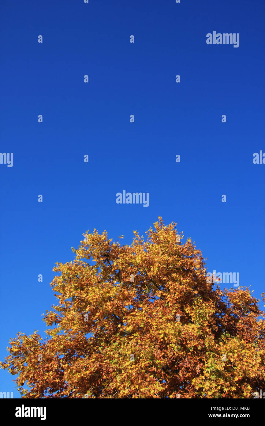 Switzerland, tree, autumn, autumnal, foliage, leaves, colorful, wilt ...