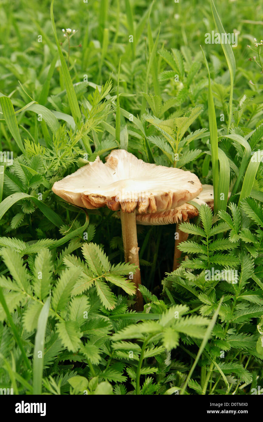 Wild mushrooms growing in a forest Stock Photo - Alamy