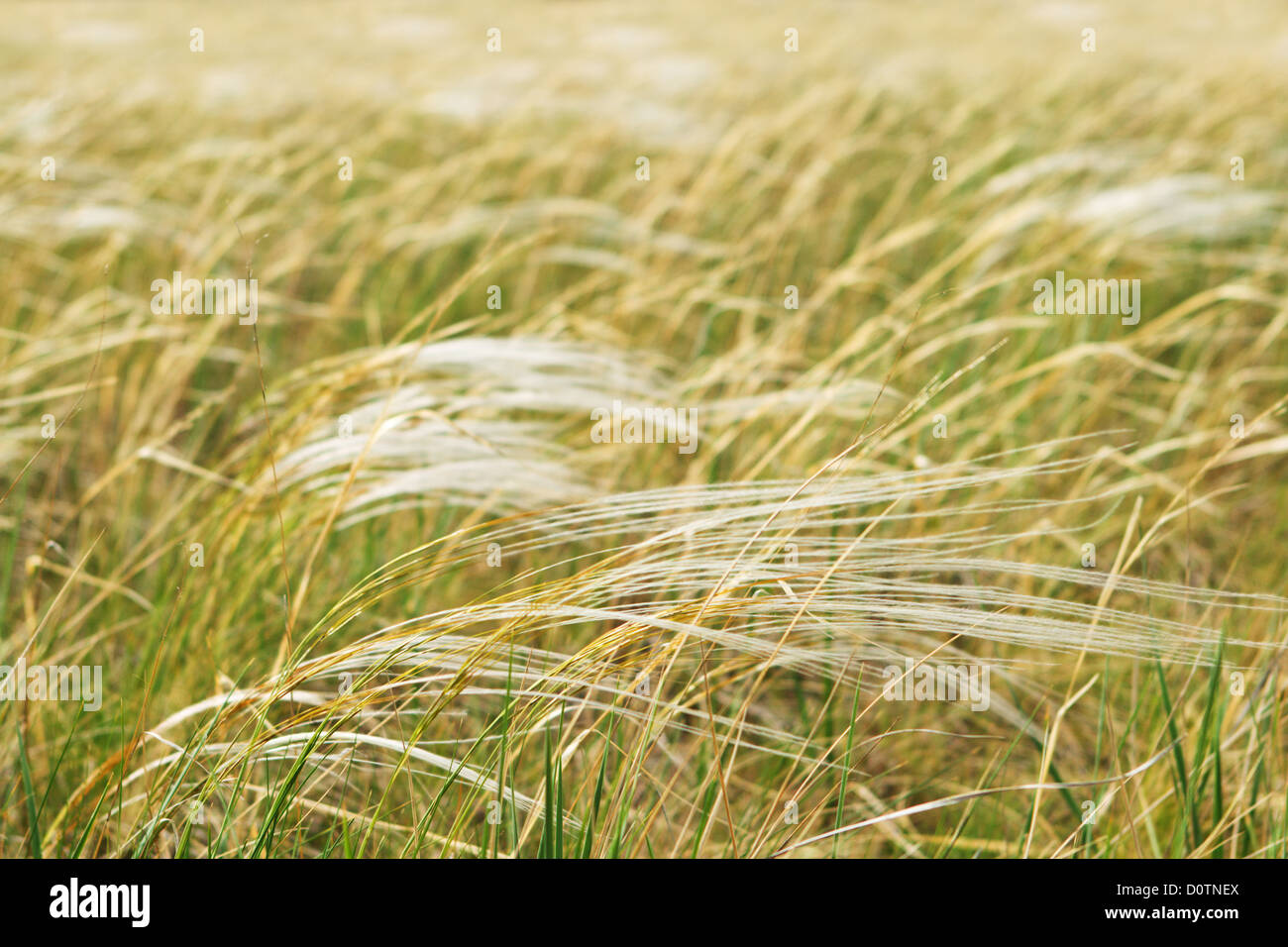 Feather grass steppe hi-res stock photography and images - Alamy