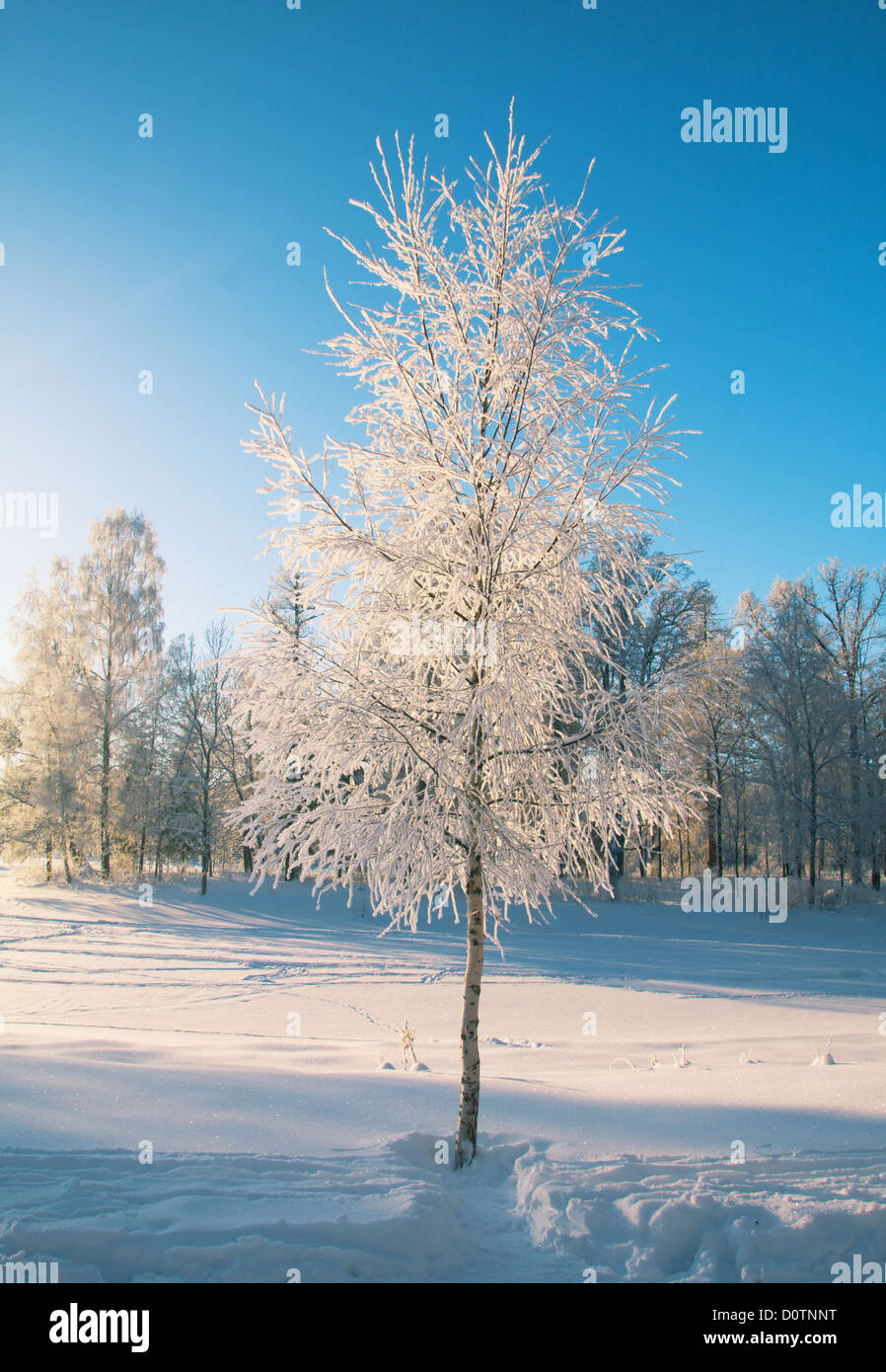 Frozen Birch Tree High Resolution Stock Photography and Images - Alamy