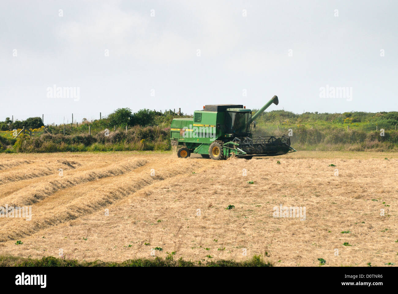 A combine harvester in a small field cutting hay for silage in the ...