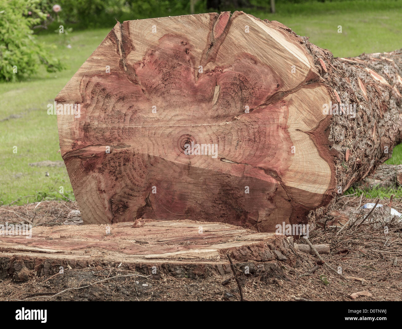 Felled Tree Berkshire UK Stock Photo - Alamy