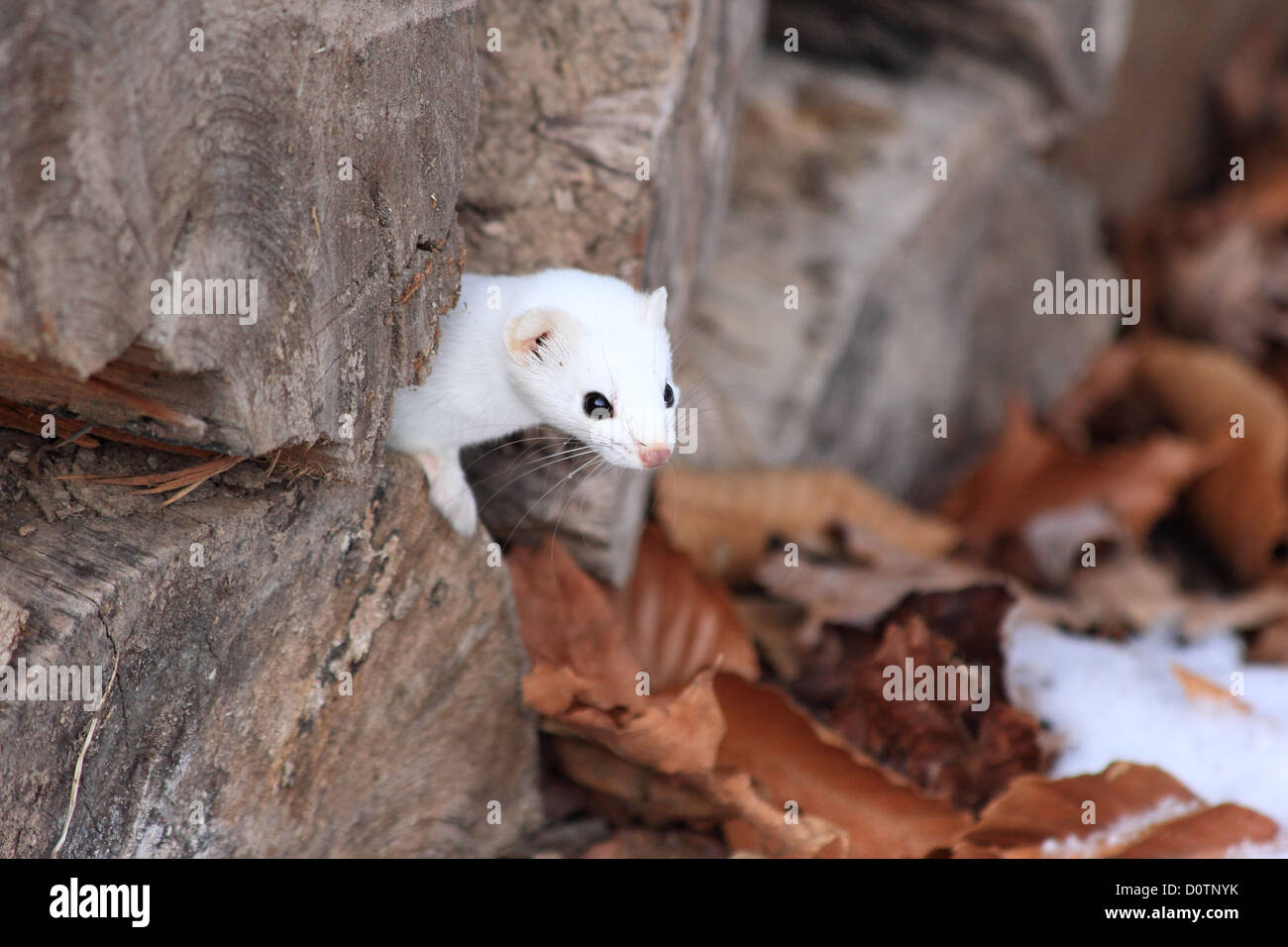 Weasel and stoat hi-res stock photography and images - Alamy