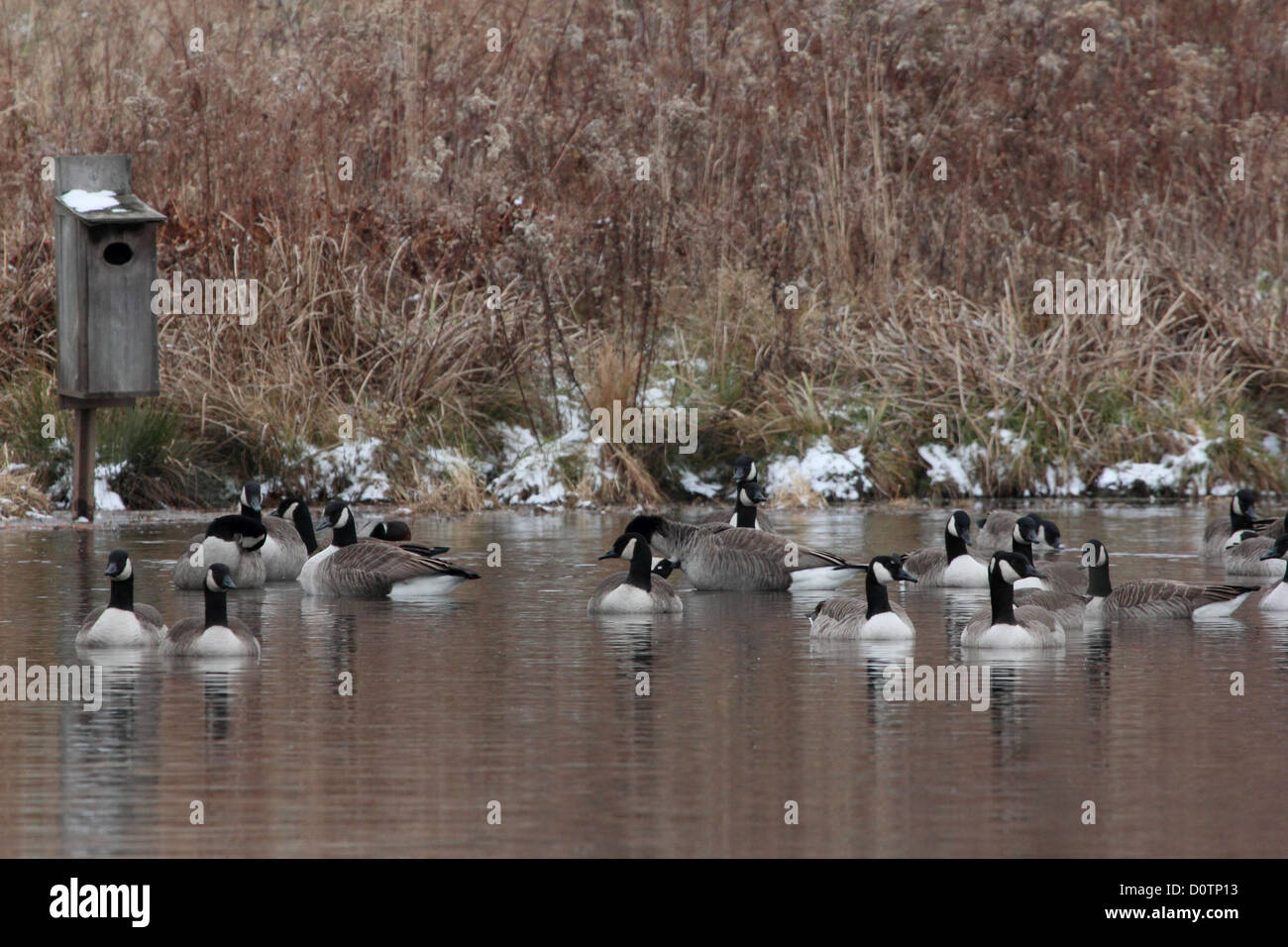 A flock of Canada geese laze on a pond in front of a wood duck box ...