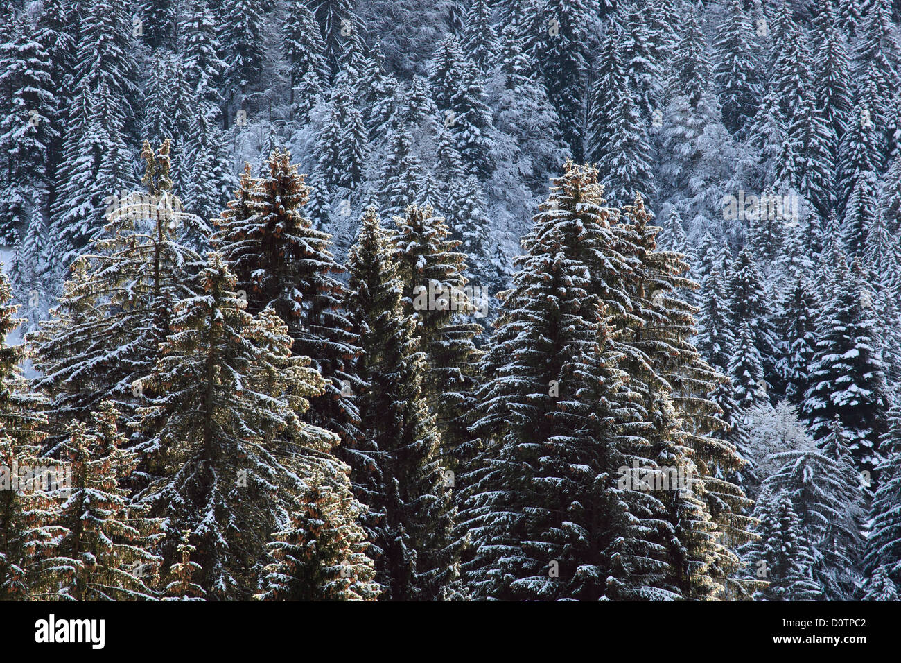 Alps, trees, snow, Switzerland, Europe, sun, sunshine, fir, firs, fir ...