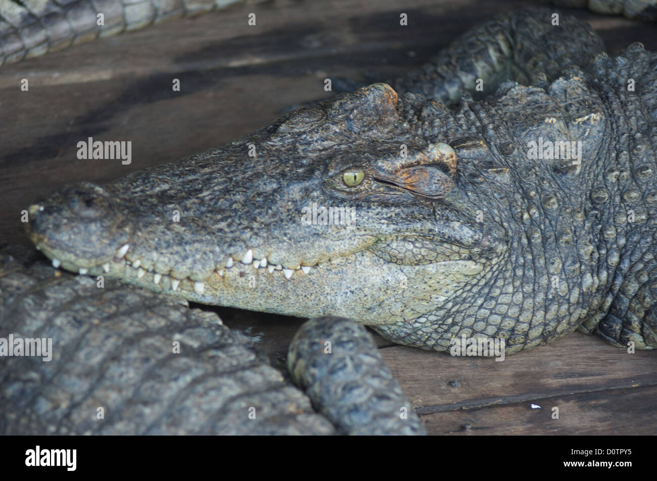 photo of crocodile Stock Photo - Alamy