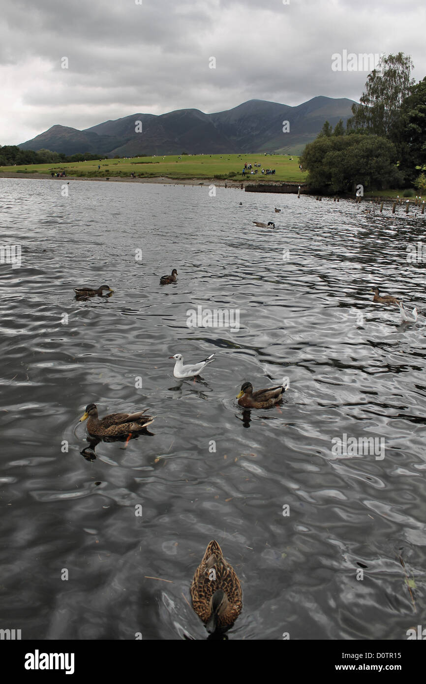 Derwent water lake with seagulls and mallards feeding Stock Photo - Alamy