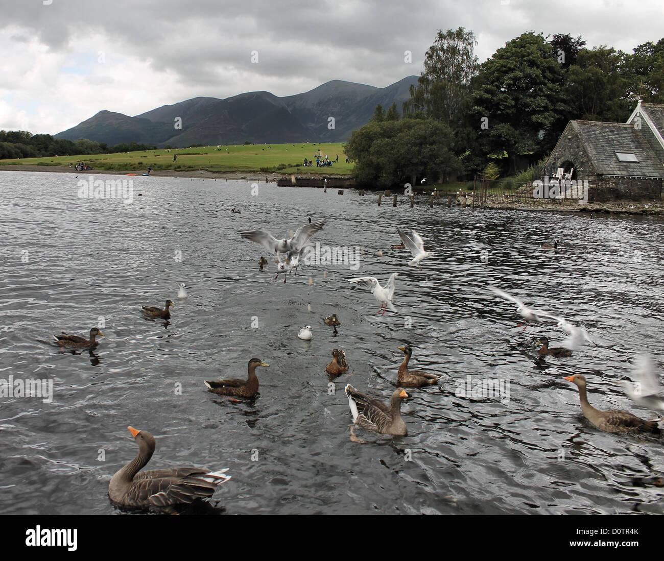 Lake derwent swimming hi-res stock photography and images - Alamy