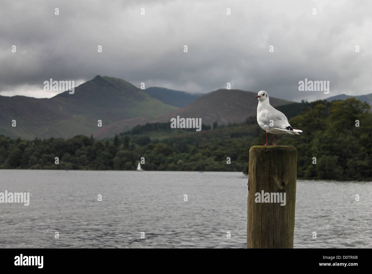 Derwent water bird hi-res stock photography and images - Alamy