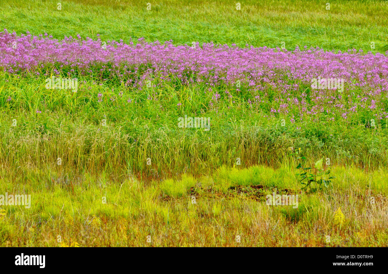 Wet meadow plant community hi-res stock photography and images - Alamy