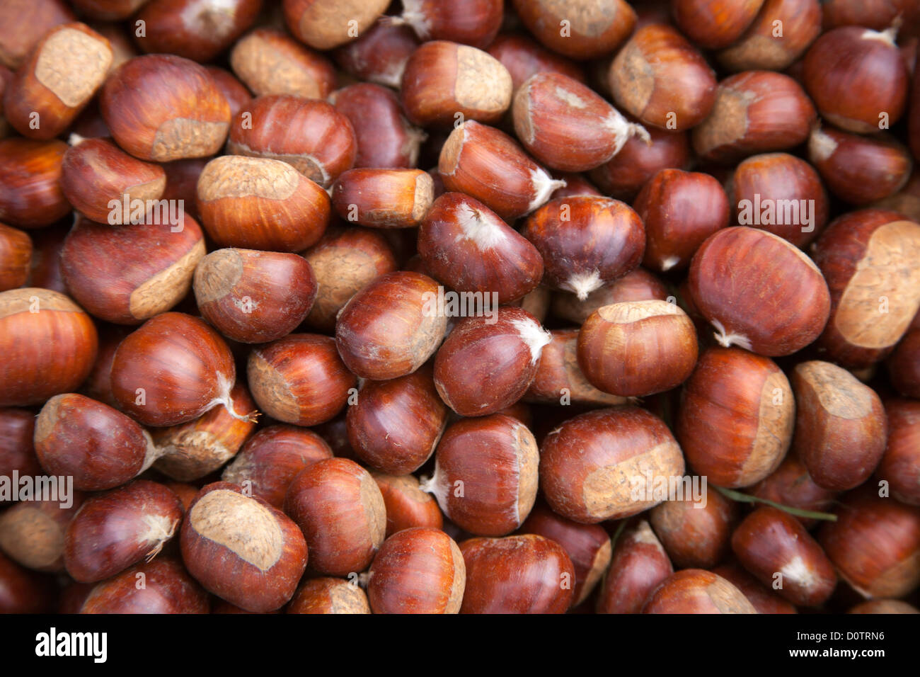 Castana hi-res stock photography and images - Alamy