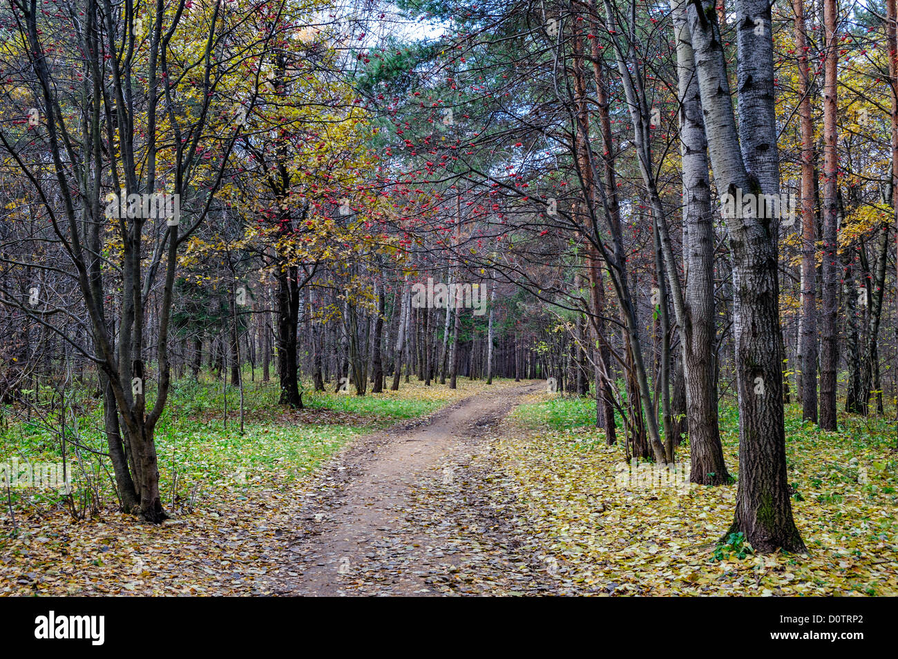 Countryside path in autumn hi-res stock photography and images - Alamy