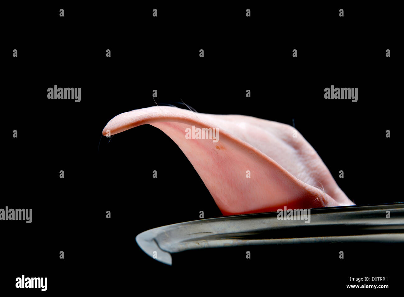 Fresh pigs head in a stainless steel roasting dish ready to go in the ...