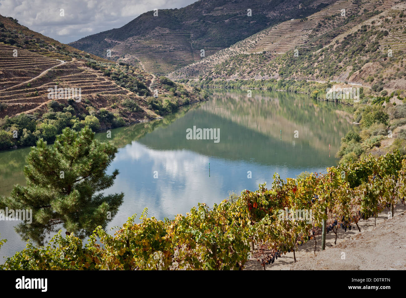 Vineyards of the Douro Valley, Portugal Stock Photo - Alamy