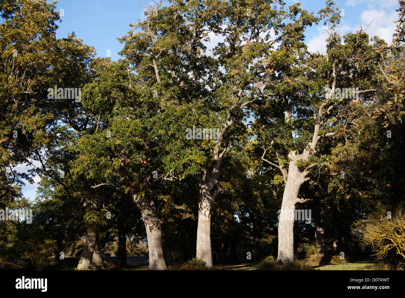 Ancient oak forest trees Burgos Castilla Leon Spain Stock Photo - Alamy