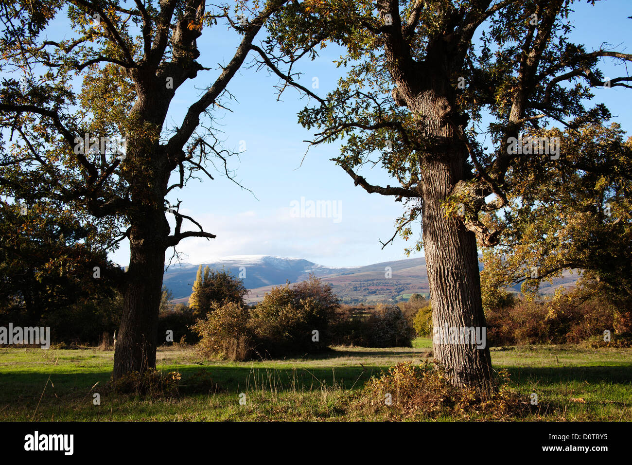 Ancient oak forest trees Burgos Castilla Leon Spain Stock Photo - Alamy