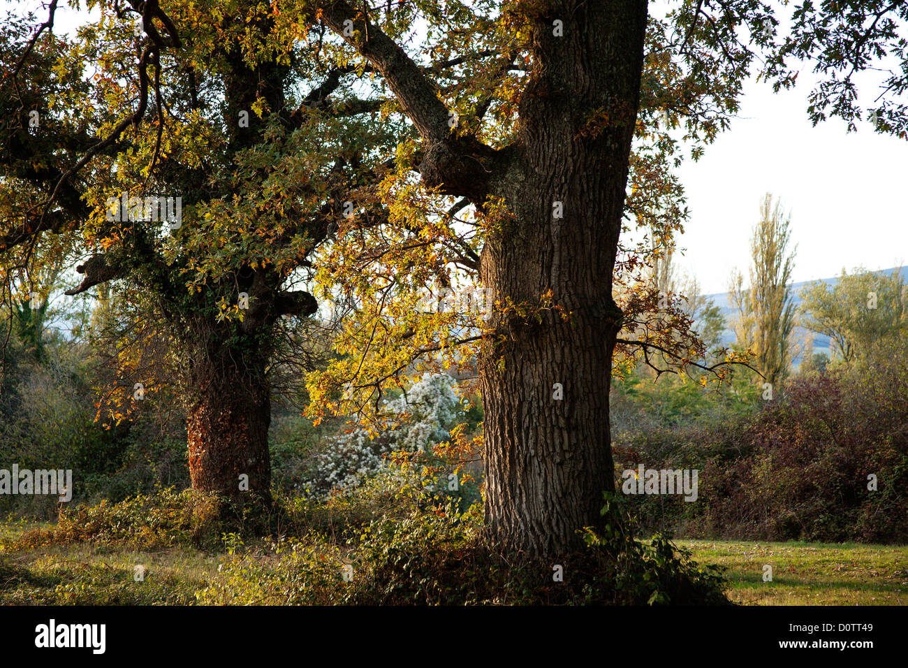 Ancient oak forest trees Burgos Castilla Leon Spain Stock Photo - Alamy