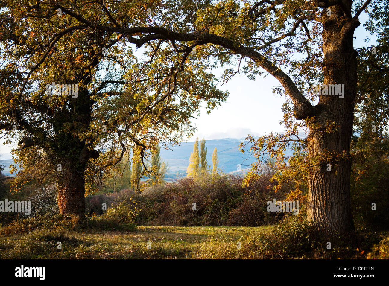 Ancient oak forest trees Burgos Castilla Leon Spain Stock Photo - Alamy