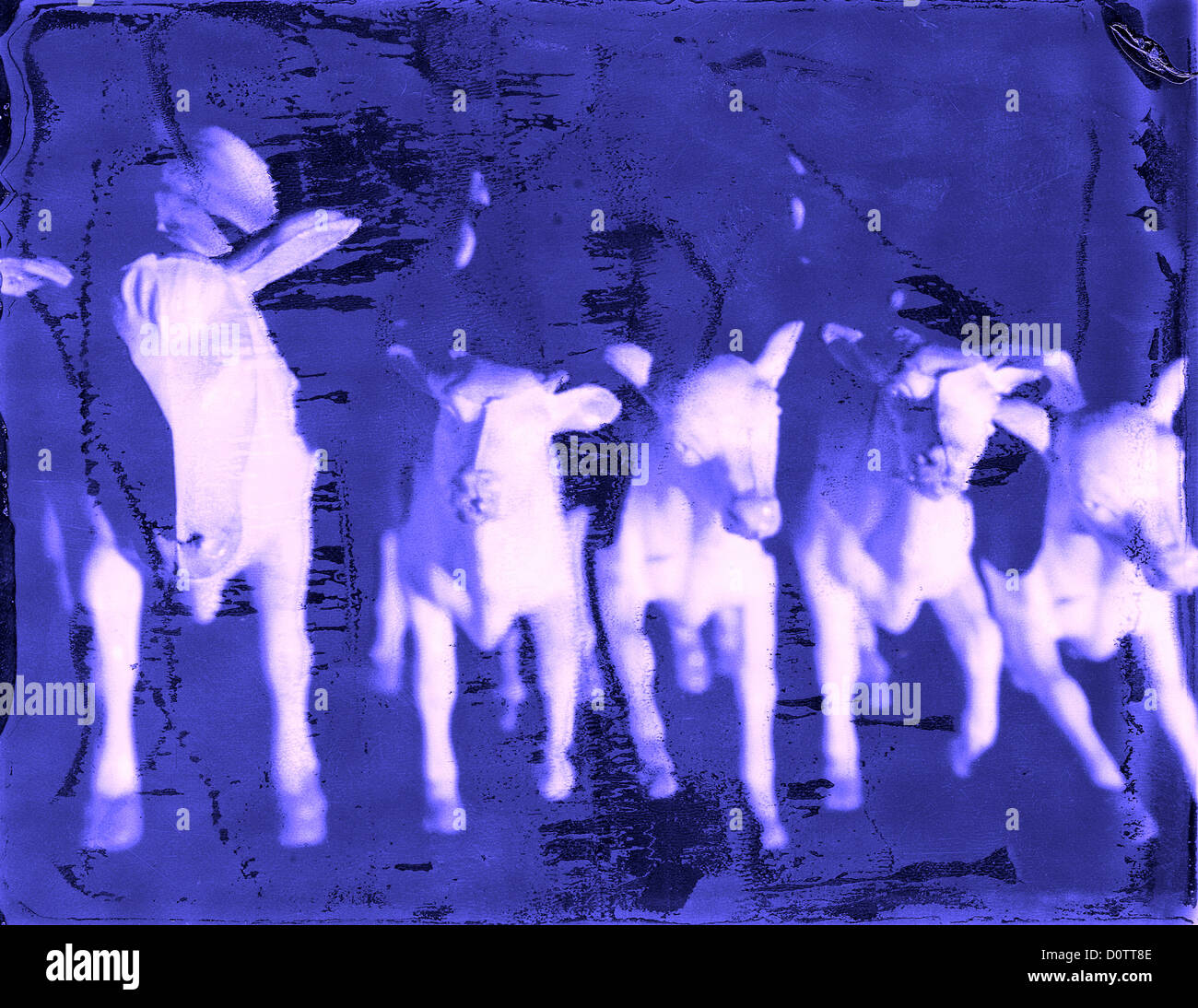 Charging cows hi-res stock photography and images - Alamy