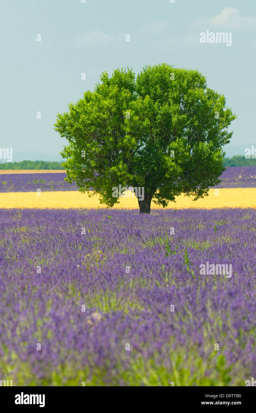 Tree in lavender field, Provence, France Stock Photo - Alamy