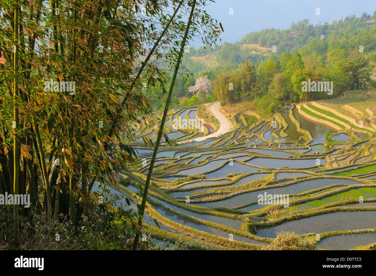 rice terraces of yuanyang, yunnan, china Stock Photo - Alamy