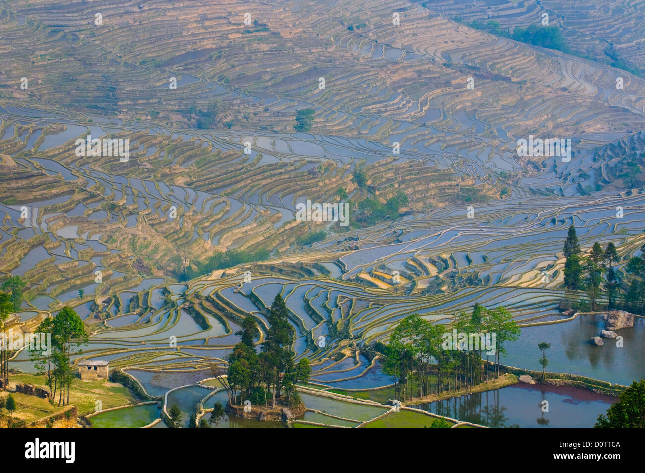 Asia china yunnan rice terraces hi-res stock photography and images - Alamy