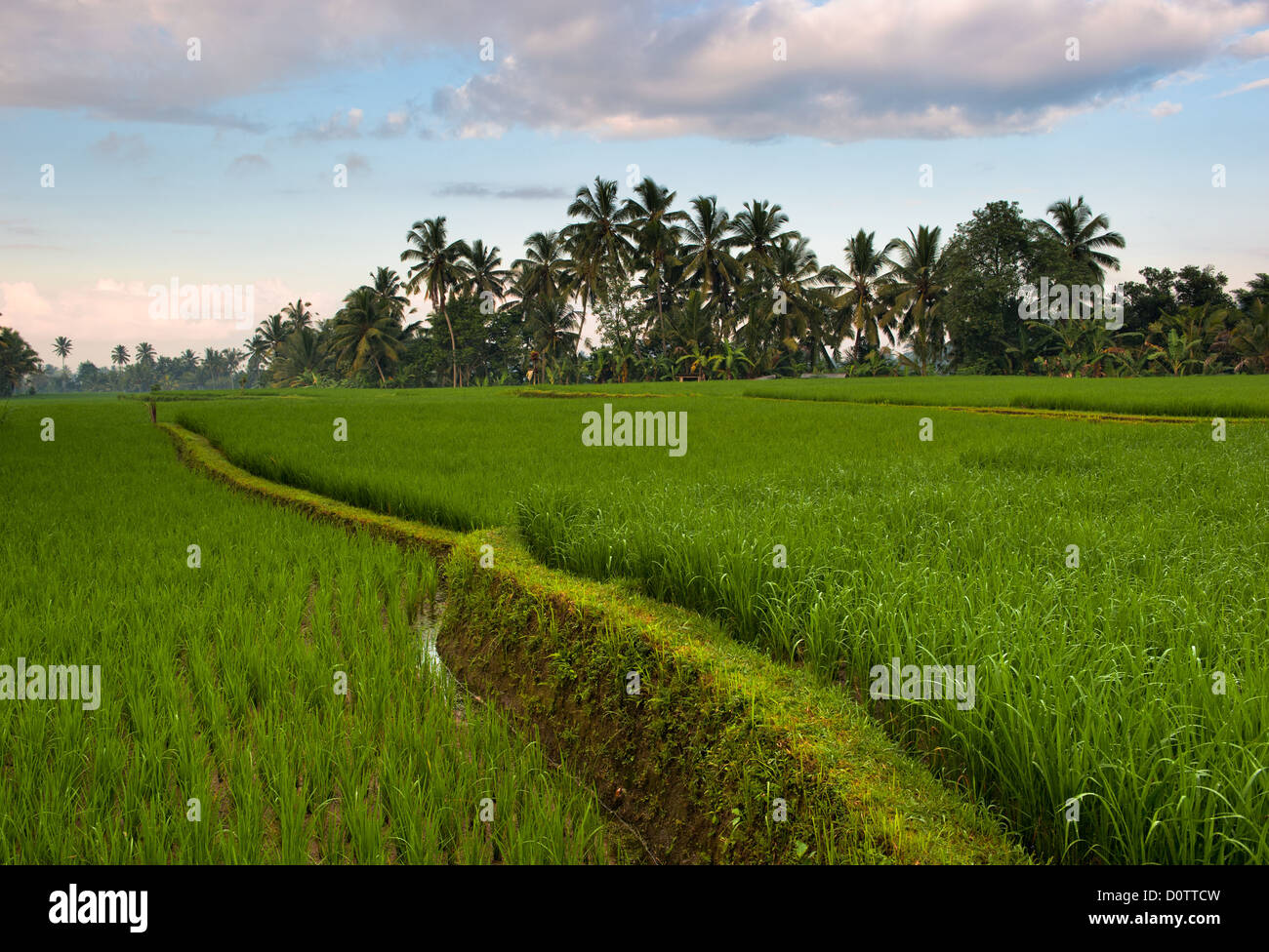 rice terraces of bali, indonesia Stock Photo - Alamy